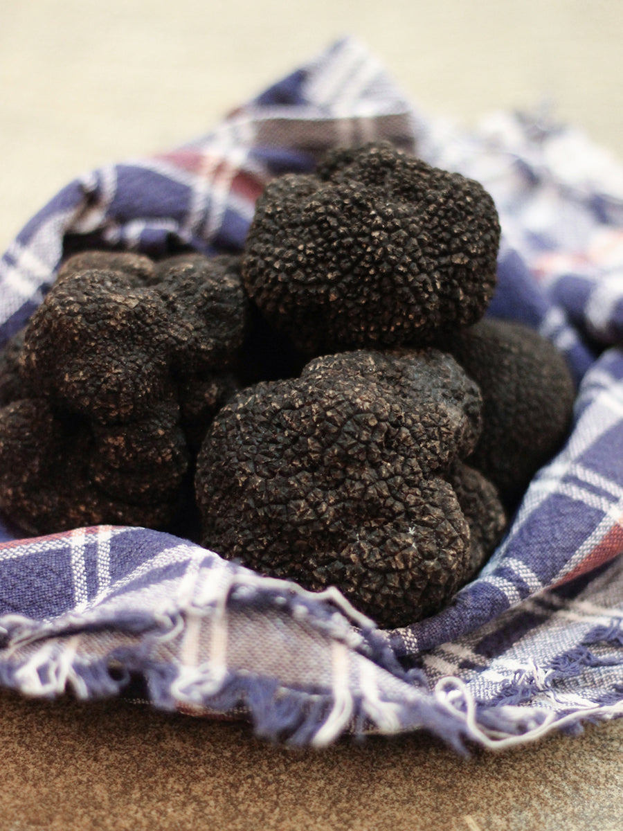 The various species of truffle